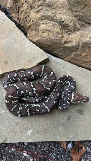 Angolan Python - Male by Justin Meeker