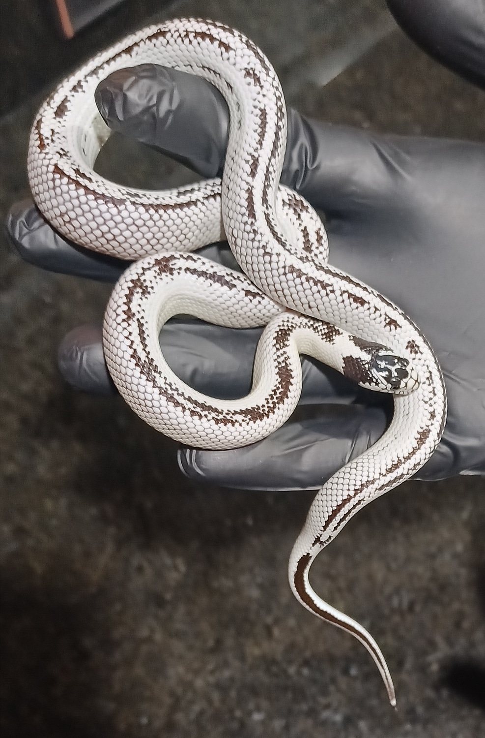 Reverse Striped Cali King California Kingsnake by Quirky's Colubrid ...