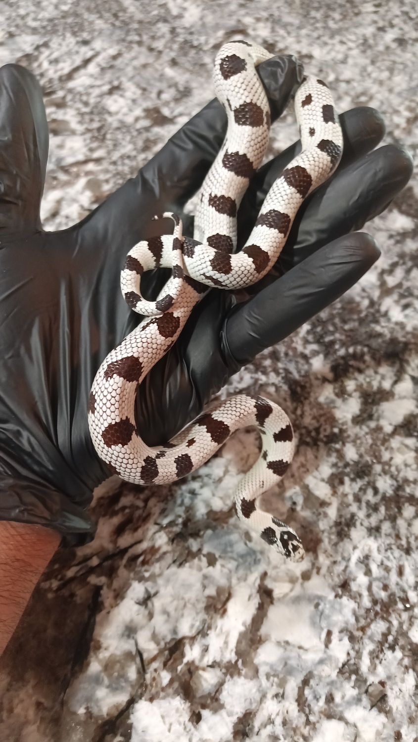 High White California Kingsnake by Quirky's Colubrid Creations ...