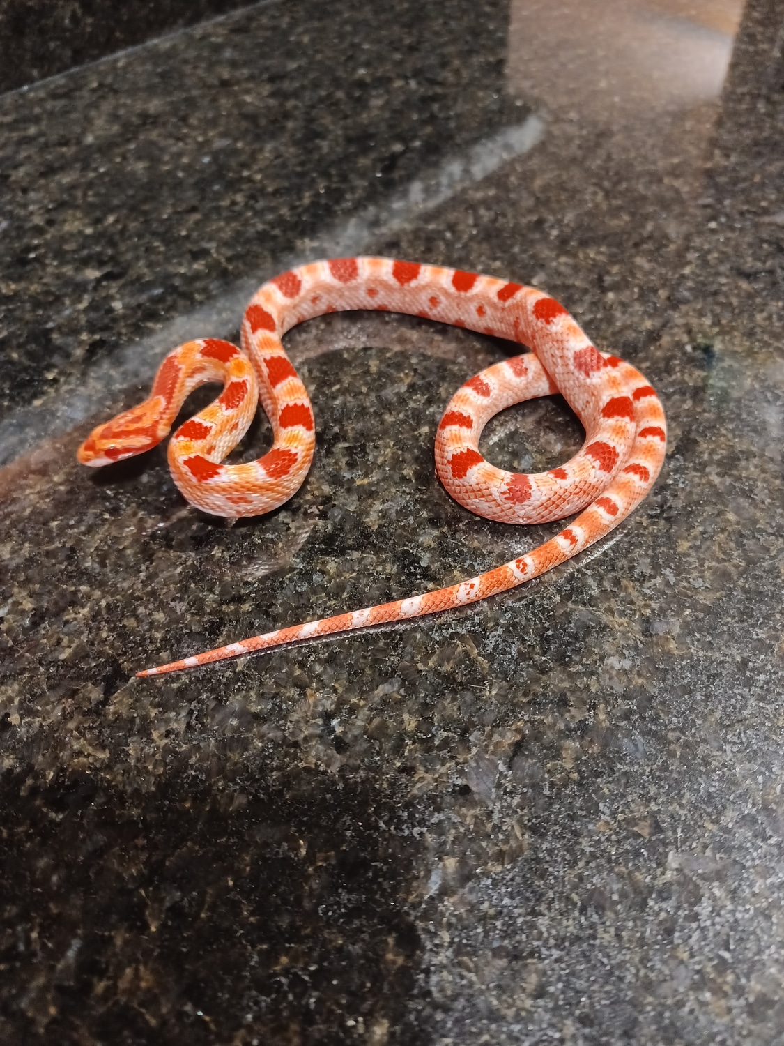 Extreme Reverse Okeetee 66% Het Strawberry 66% Het Anery Corn Snake by ...
