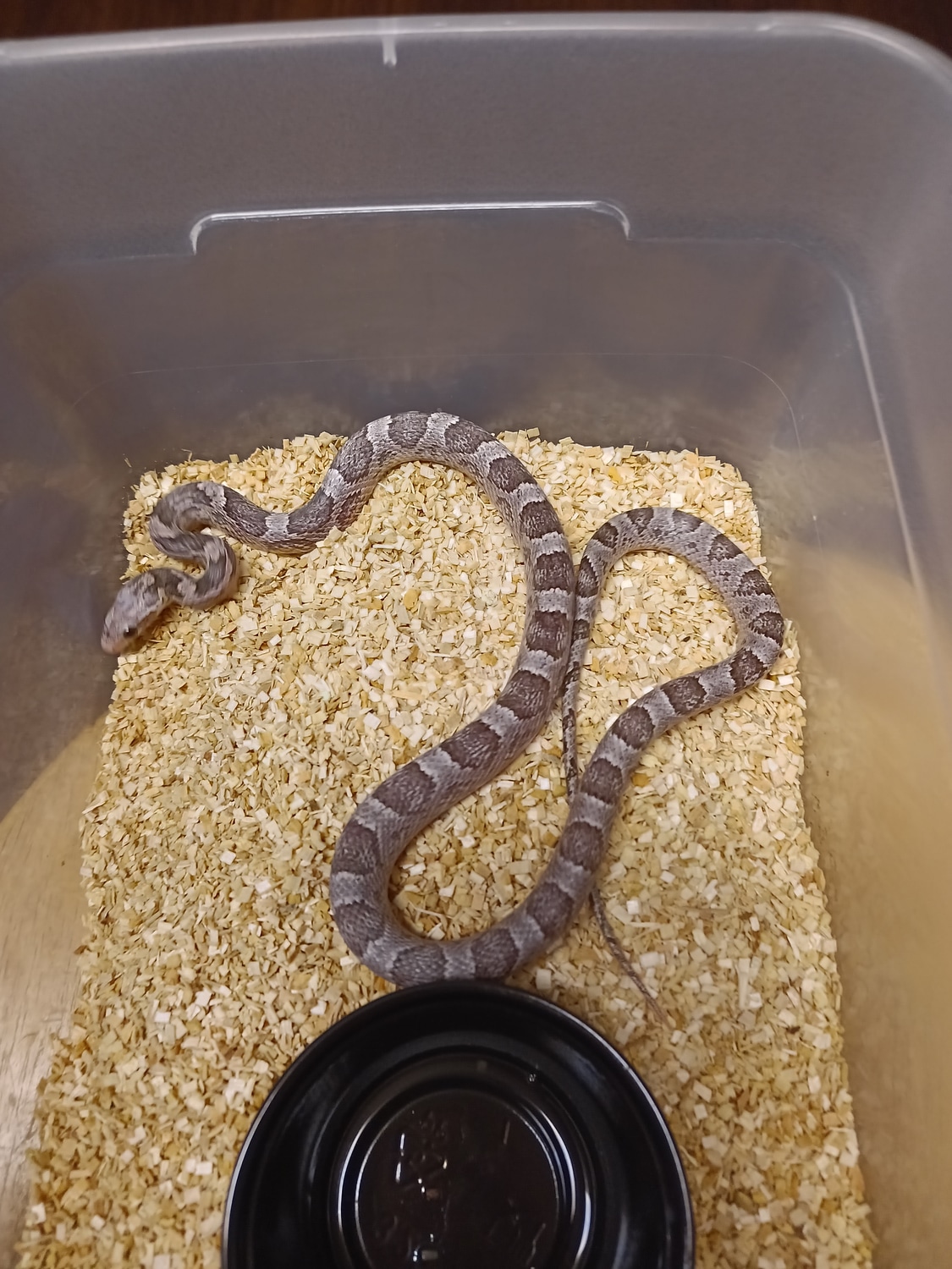 Female Strawberry Granite Corn Snake by Quirky's Colubrid Creations ...