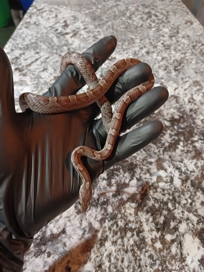 Female Granite Corn Snake by Quirky's Colubrid Creations