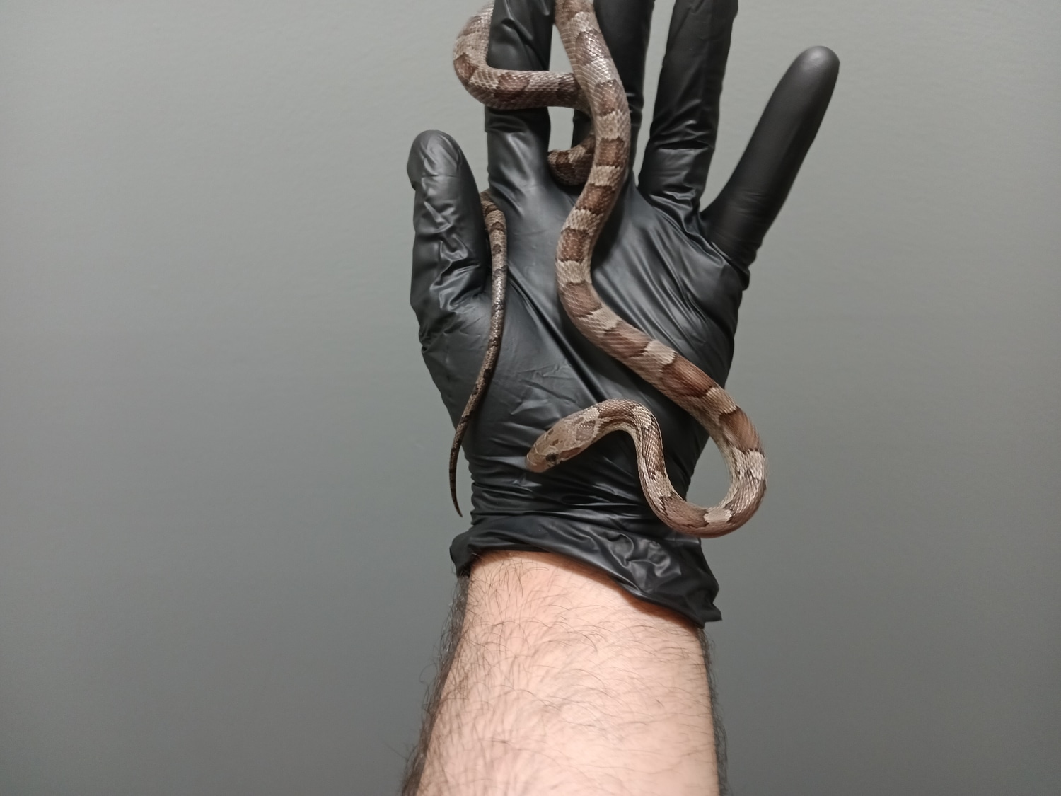 Granite Corn Snake by Quirky's Colubrid Creations - MorphMarket
