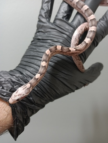 Strawberry Granite Red Factor Corn Snake by Quirky's Colubrid Creations