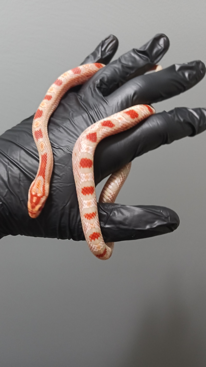 Extreme Reverse Okeetee Corn Snake by Quirky's Colubrid Creations ...