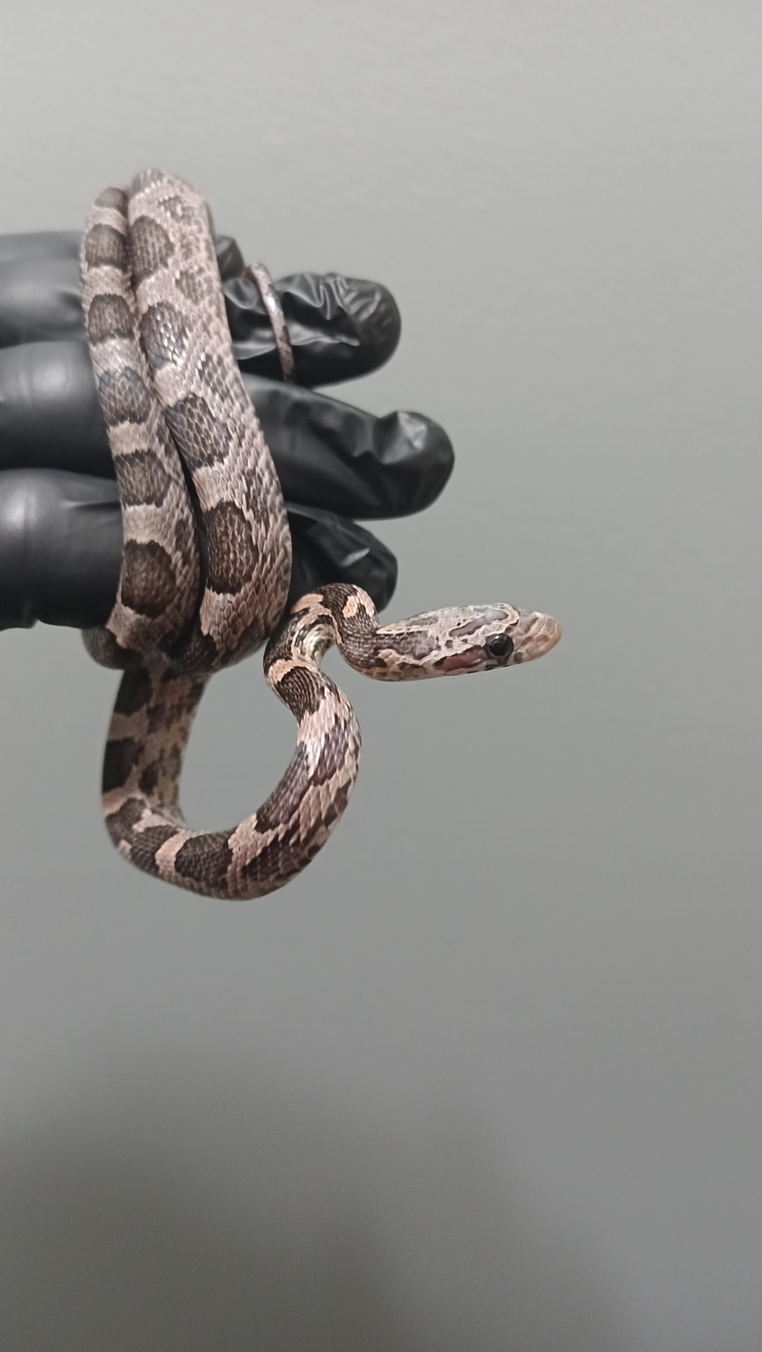 Granite Red Factor Corn Snake by Quirky's Colubrid Creations - MorphMarket