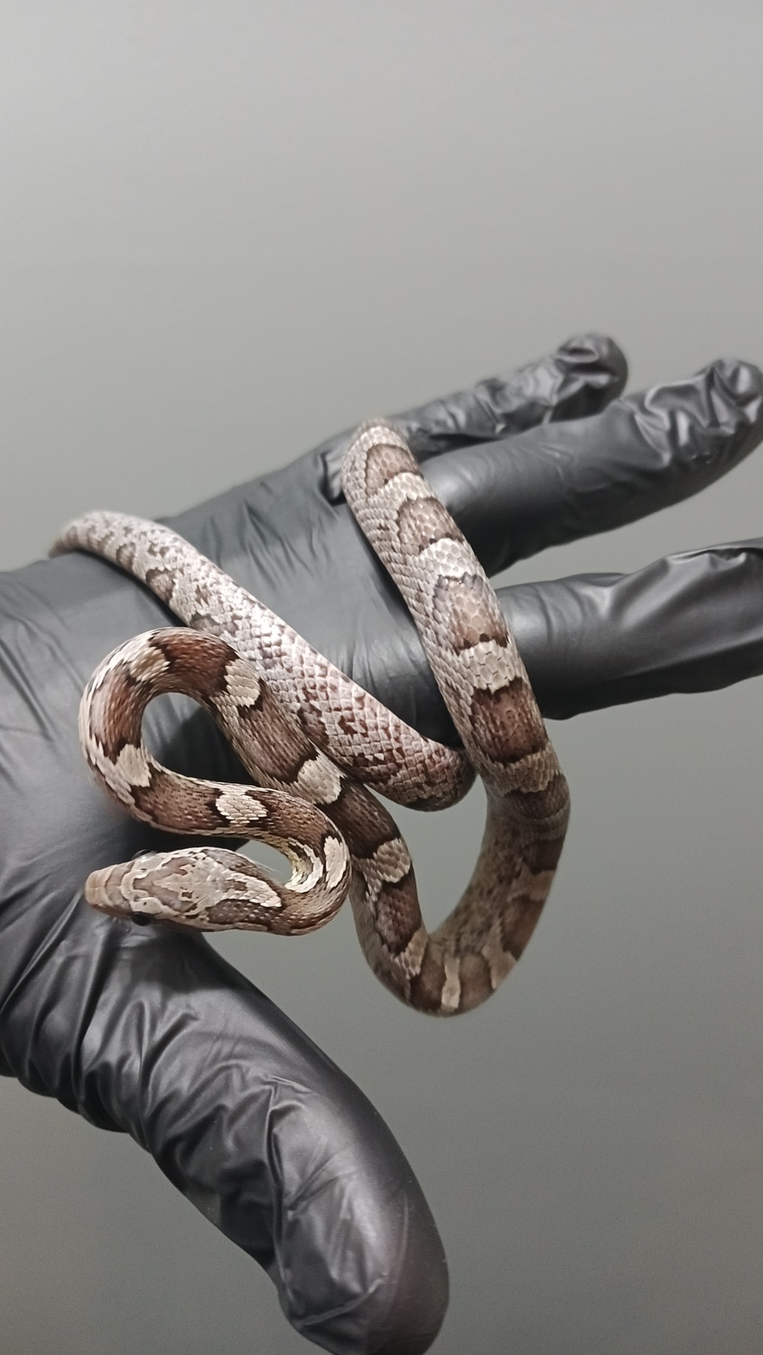 Granite Corn Snake by Quirky's Colubrid Creations - MorphMarket