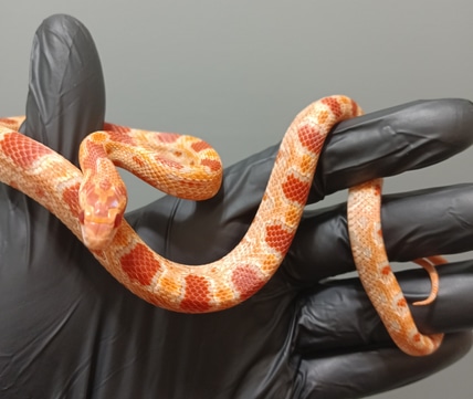 Reverse Okeetee Corn Snake by Quirky's Colubrid Creations - MorphMarket