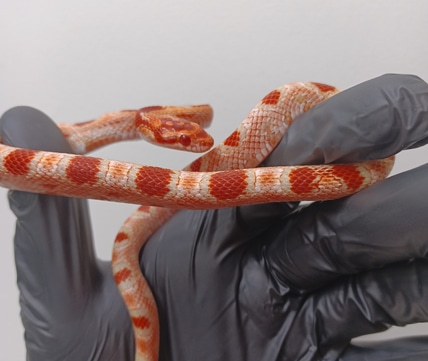 Reverse Okeetee Corn Snake by Quirky's Colubrid Creations - MorphMarket