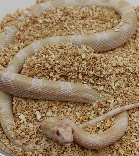 HALO Snow Extrem Okeetee Corn Snake by Quirky's Colubrid Creations