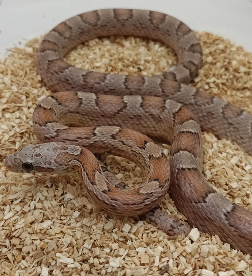 Red Factor Strawberry Granite Corn Snake by Quirky's Colubrid Creations