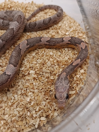 Red Factor Strawberry Granite Corn Snake by Quirky's Colubrid Creations