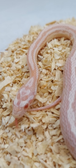 RF Snow Tessera Corn Snake by Quirky's Colubrid Creations