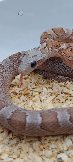 Strawberry Granite Corn Snake by Quirky's Colubrid Creations