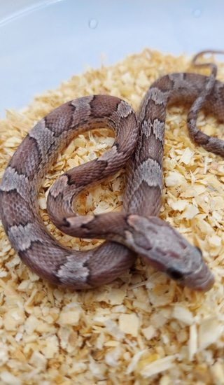 Redfactor Strawberry Granite Corn Snake by Quirky's Colubrid Creations