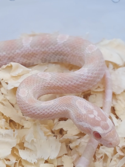 Hold Back Release RF HALO Pair Corn Snake by Quirky's Colubrid Creations