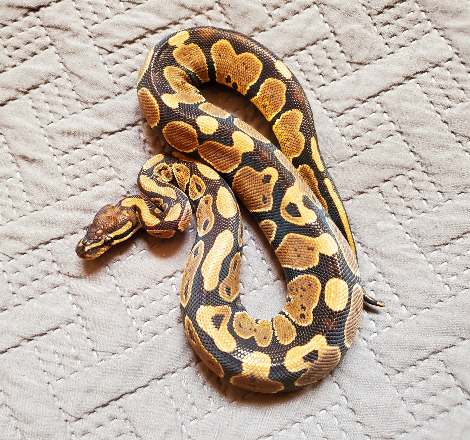 Het Sunset Ball Python by Family Jewels Herp Sales - MorphMarket