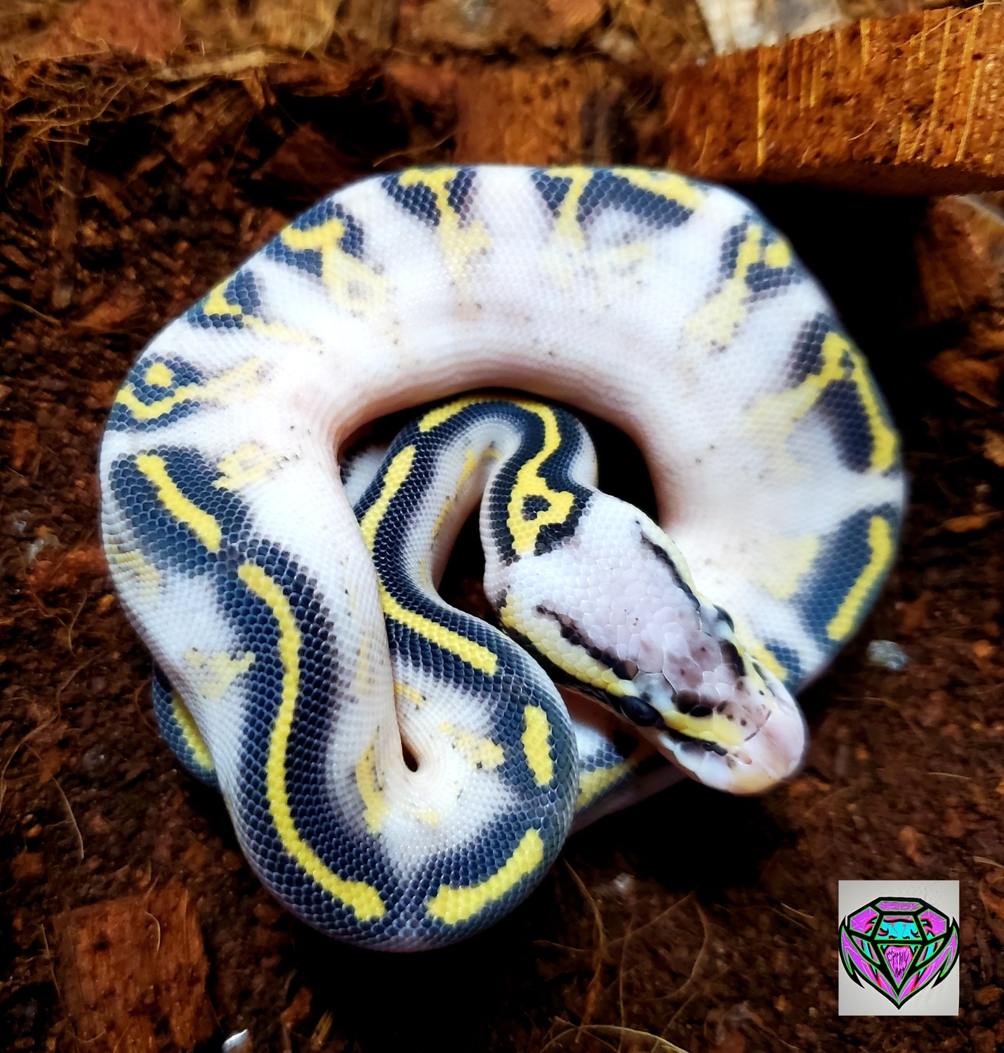 Pastel Freeway Ball Python by Family Jewels Herp Sales - MorphMarket