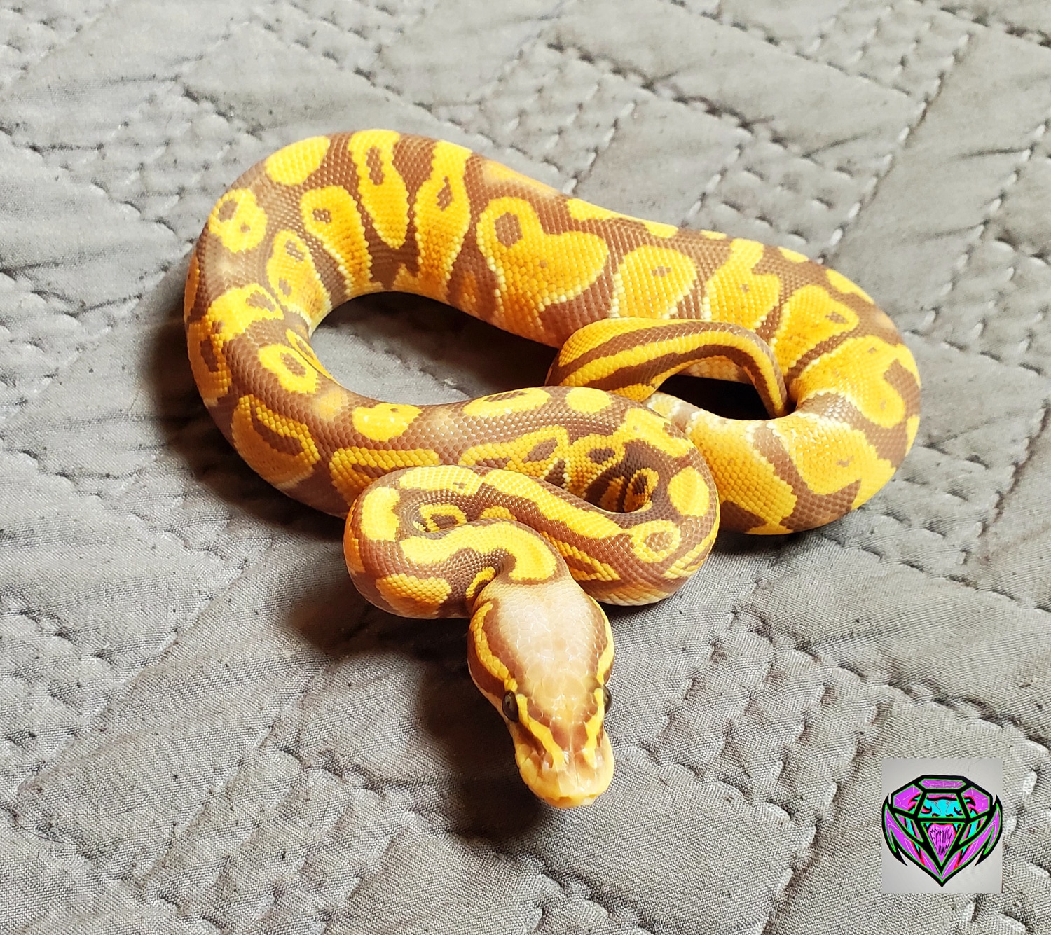 Pastel Ultramel Possible Orange Dream Ball Python by Family Jewels Herp ...