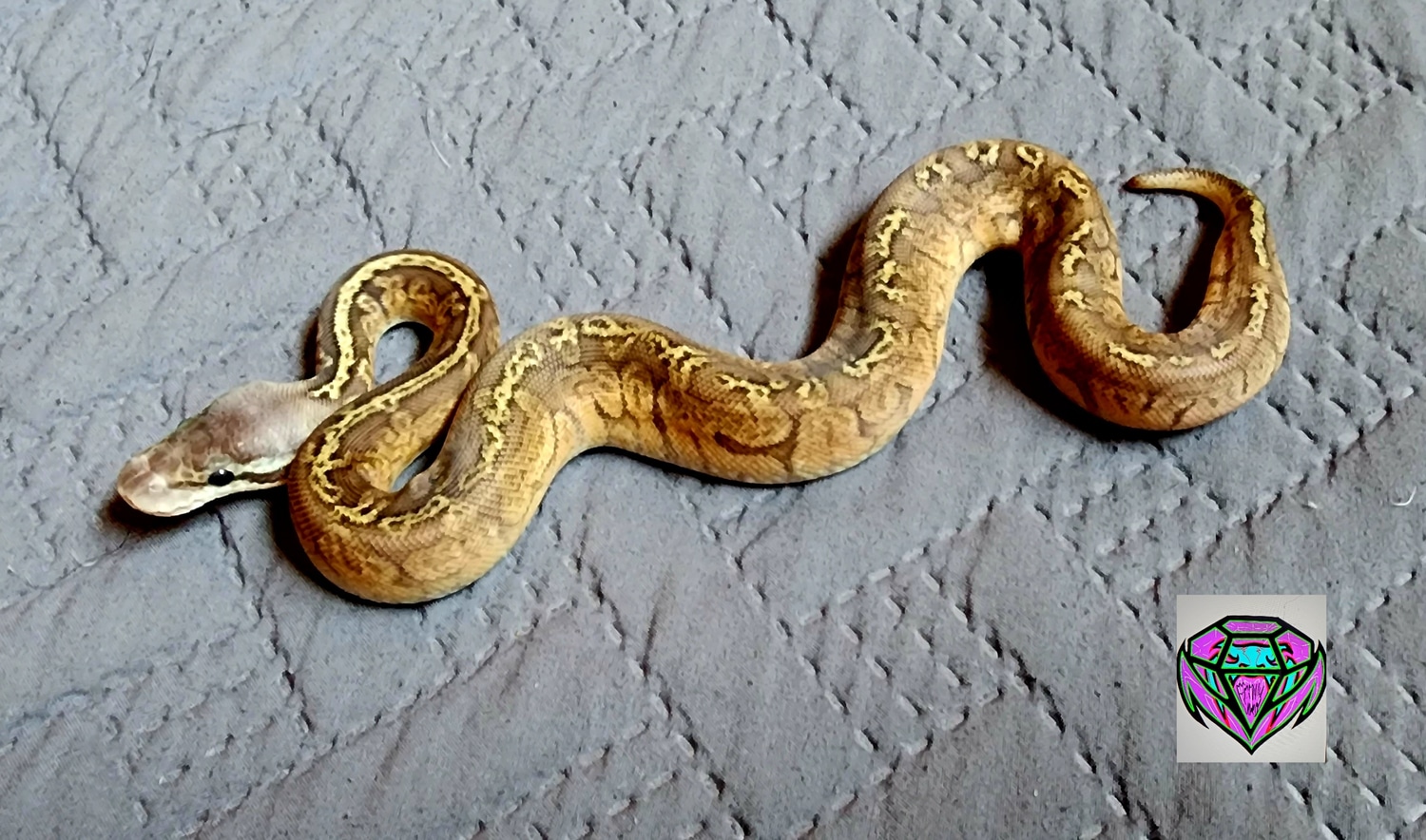 Pastel Ghi Sunset Ball Python by Family Jewels Herp Sales - MorphMarket