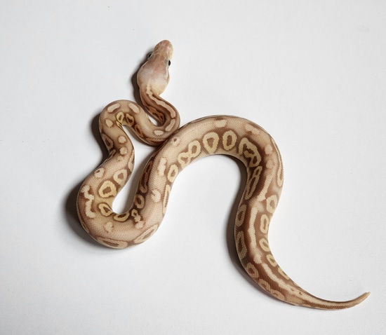 Pewter Denim Ultramel Ball Python by Family Jewels Herp Sales