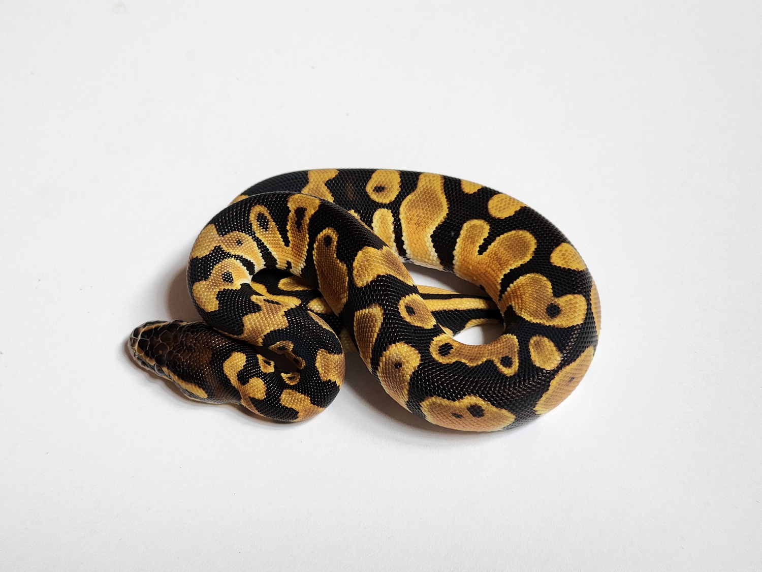 Super Orange Dream Het Ultramel Ball Python by Family Jewels Herp Sales ...