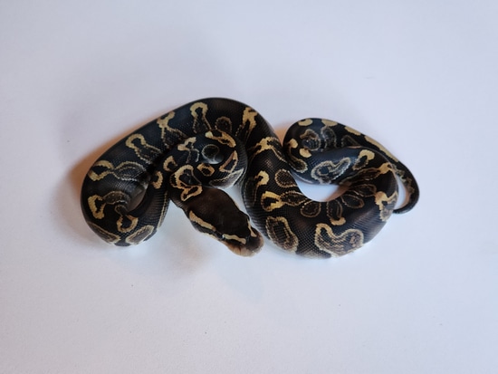 Ghi Het Sunset Ball Python by Family Jewels Herp Sales