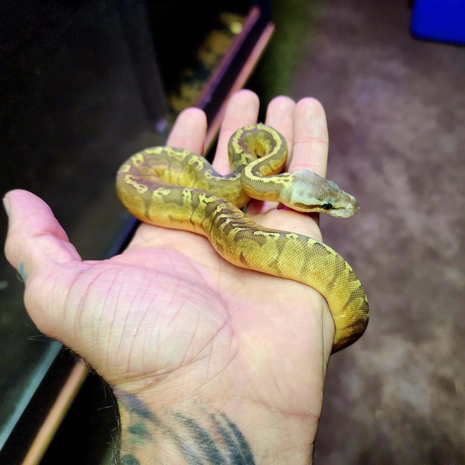 Pastel Sunset Ball Python by Family Jewels Herp Sales - MorphMarket