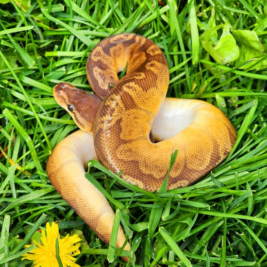 Sunset Ball Python by Family Jewels Herp Sales