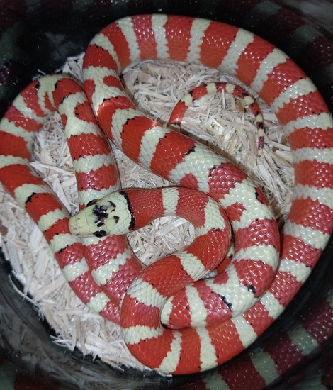 Applegate Arizona Mountain Kingsnake by Justin McBrayer