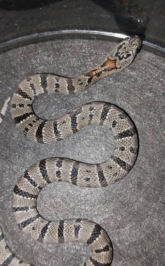 State Park Texas Alterna Gray-Banded Kingsnake by Justin McBrayer