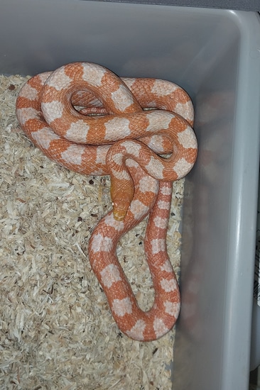 1.2 Bubble Gum Black Ratsnakes Eastern Rat Snake by Justin McBrayer