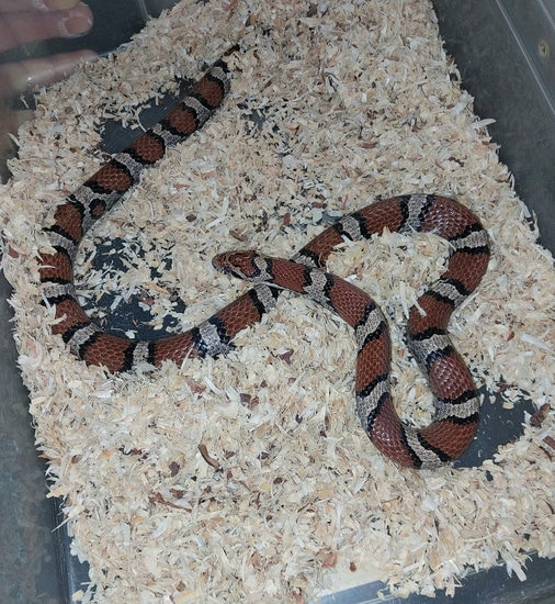 Madison County Alabama LTC Red Milk Snake by Justin McBrayer