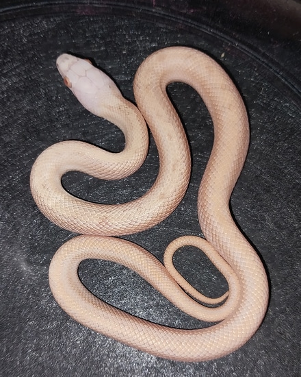 Patternless Albino Ratsnakes Eastern Rat Snake by Justin McBrayer