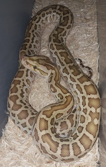 Hypo 100% Het. Green And Granite Burmese Python by Justin McBrayer