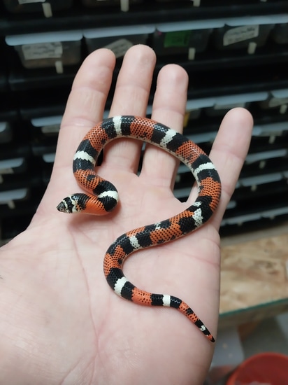Tricolor Hognose Tri-Color Hognose by Justin McBrayer