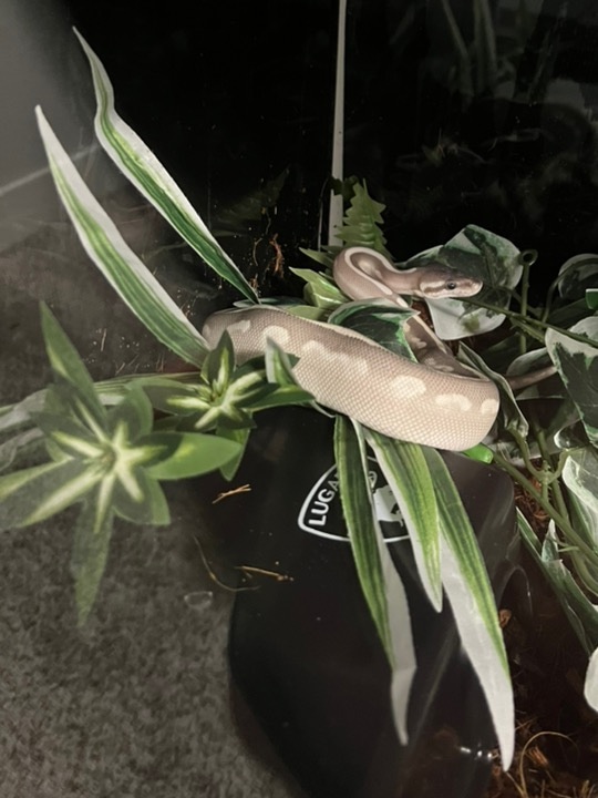 Purple Passion Ball Python by Justin’s Pythons - MorphMarket