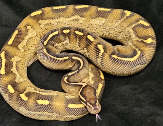 Freeway Ball Python by Dope Ropes