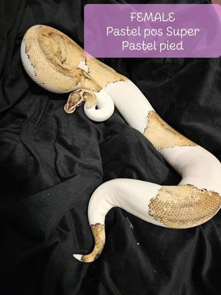 Pos Super Pastel Pied Ball Python by Dope Ropes - MorphMarket