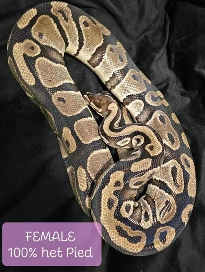 100% Het Pied Ball Python by Dope Ropes