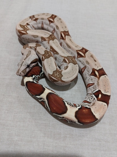 2023 Well Started Suriname BCC True Red-Tailed Boa Constrictor by JSaun421