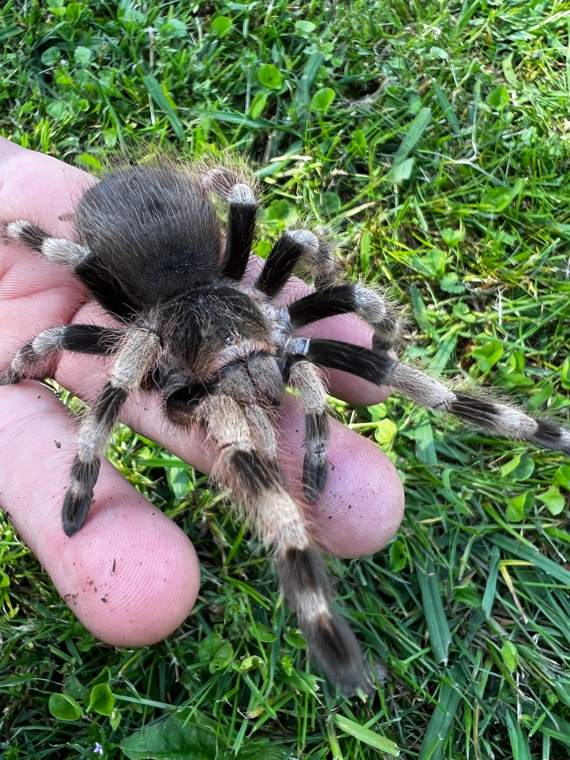Brazilian Black & White- N. Coloratovillosus 4 Tarantula by Justin's ...