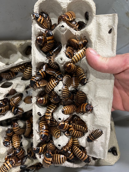 Halloween Hissers Cockroach by Justin's Critters