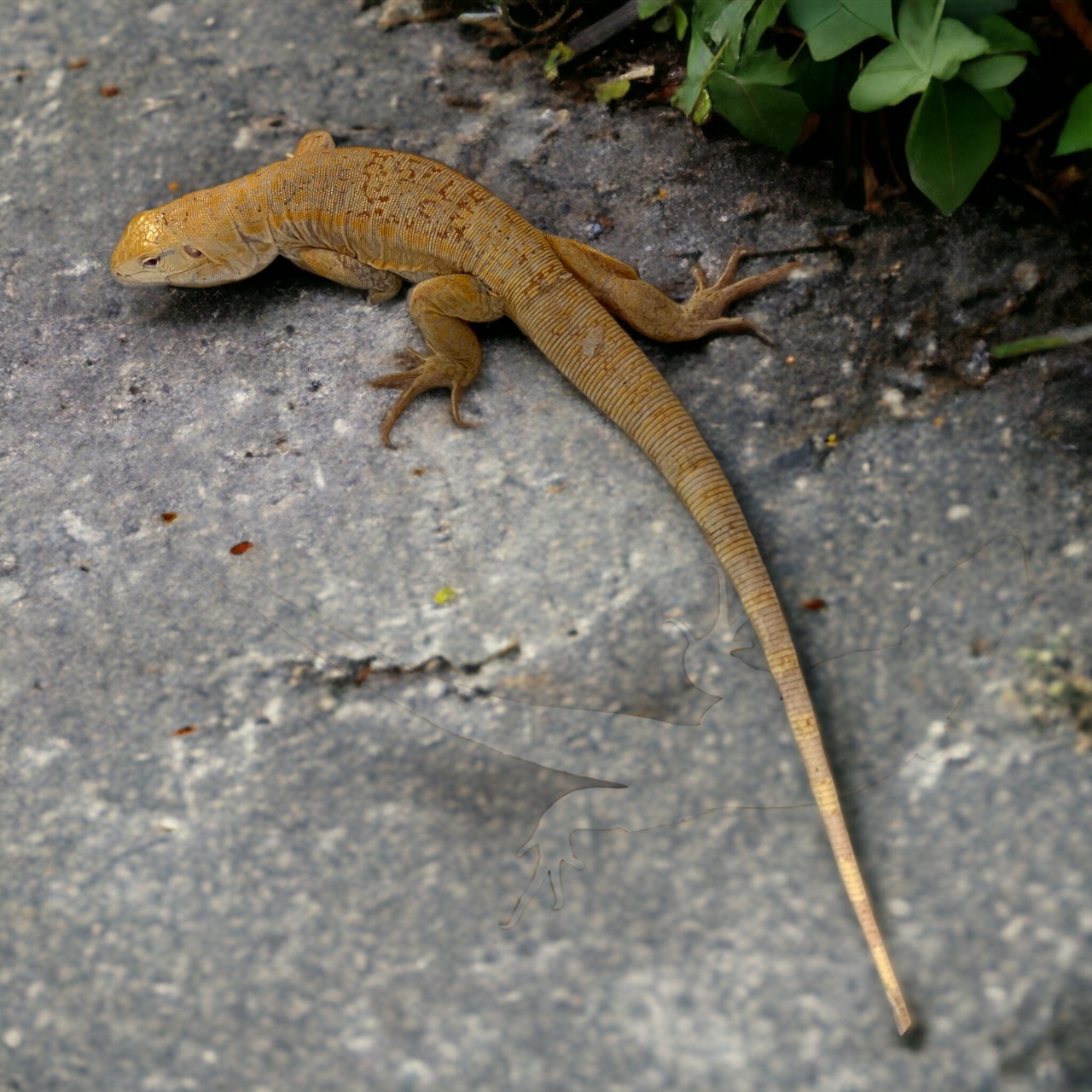 Red Albino Tegu Male Argentine Tegus by Justin's Critters - MorphMarket