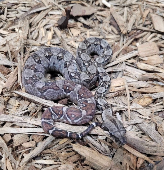 Central American Boa BCC Unsexed 5 Months 18 True Red-Tailed Boa ...