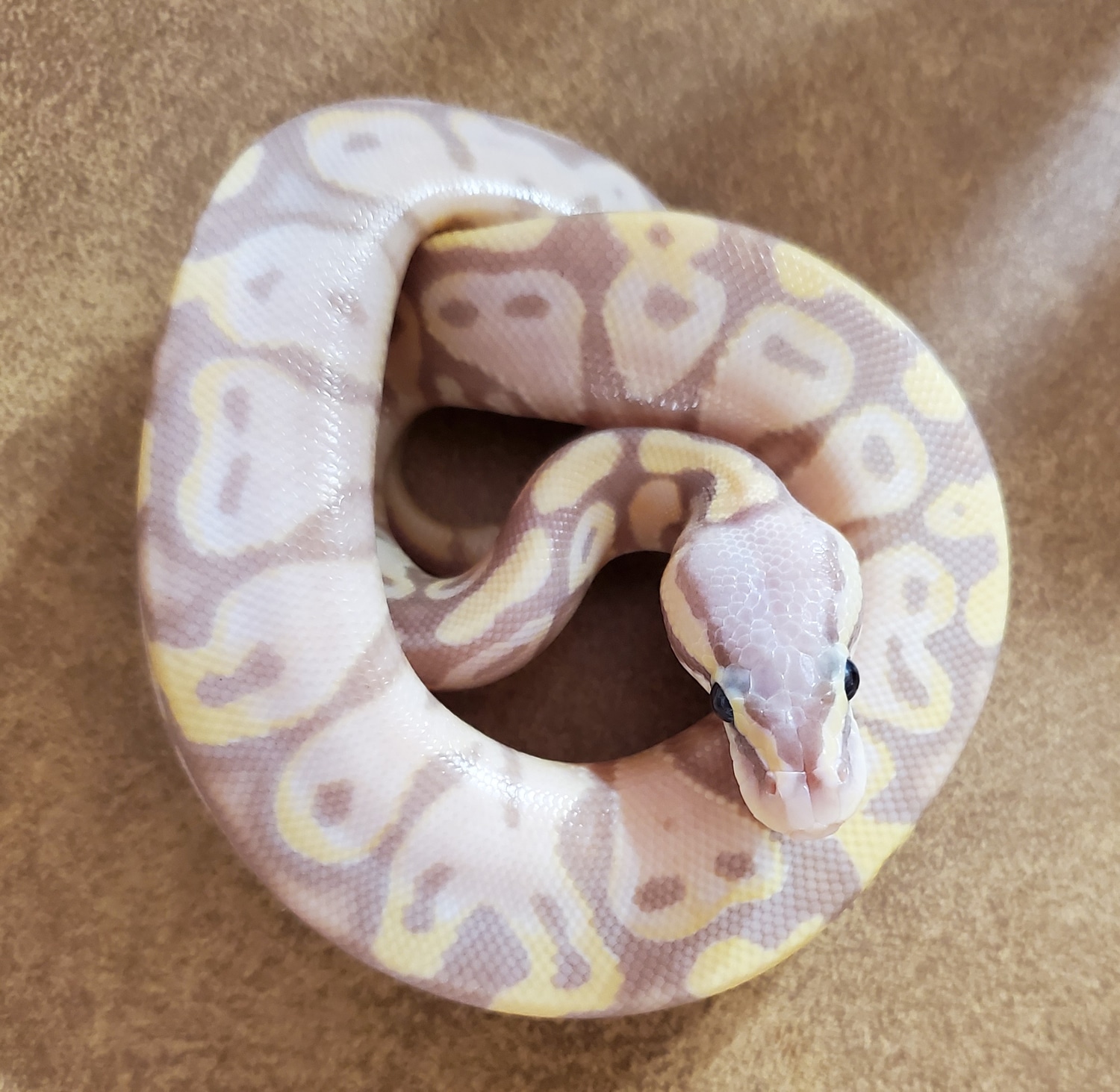 Pastel Banana Ball Python by Mya Reptiles - MorphMarket