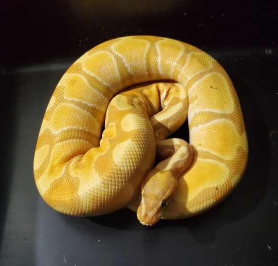 Banana Enchi Ball Python by Mya Reptiles