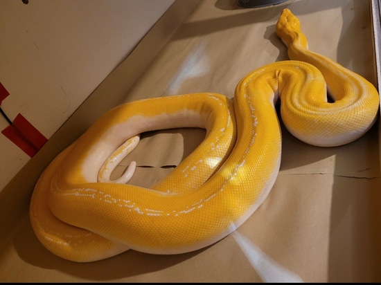 Albino Pied Golden Child Reticulated Python by Savage retics and more