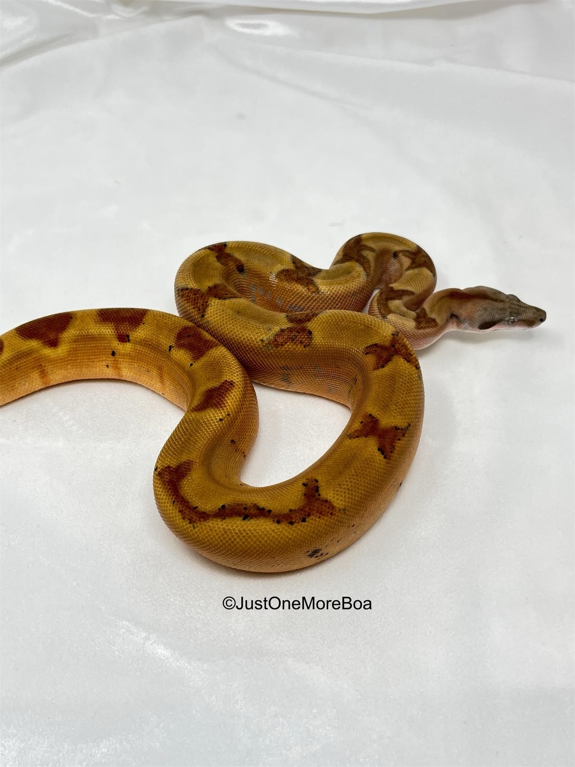 Summit Pastel Hypo Jungle Het Kahl Albino Pos Het Blood And Leopard Boa Constrictor by Just One ...