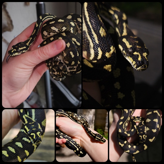 Diamond×Jungle Diamond Carpet Python by Scarlet Moon Exotics